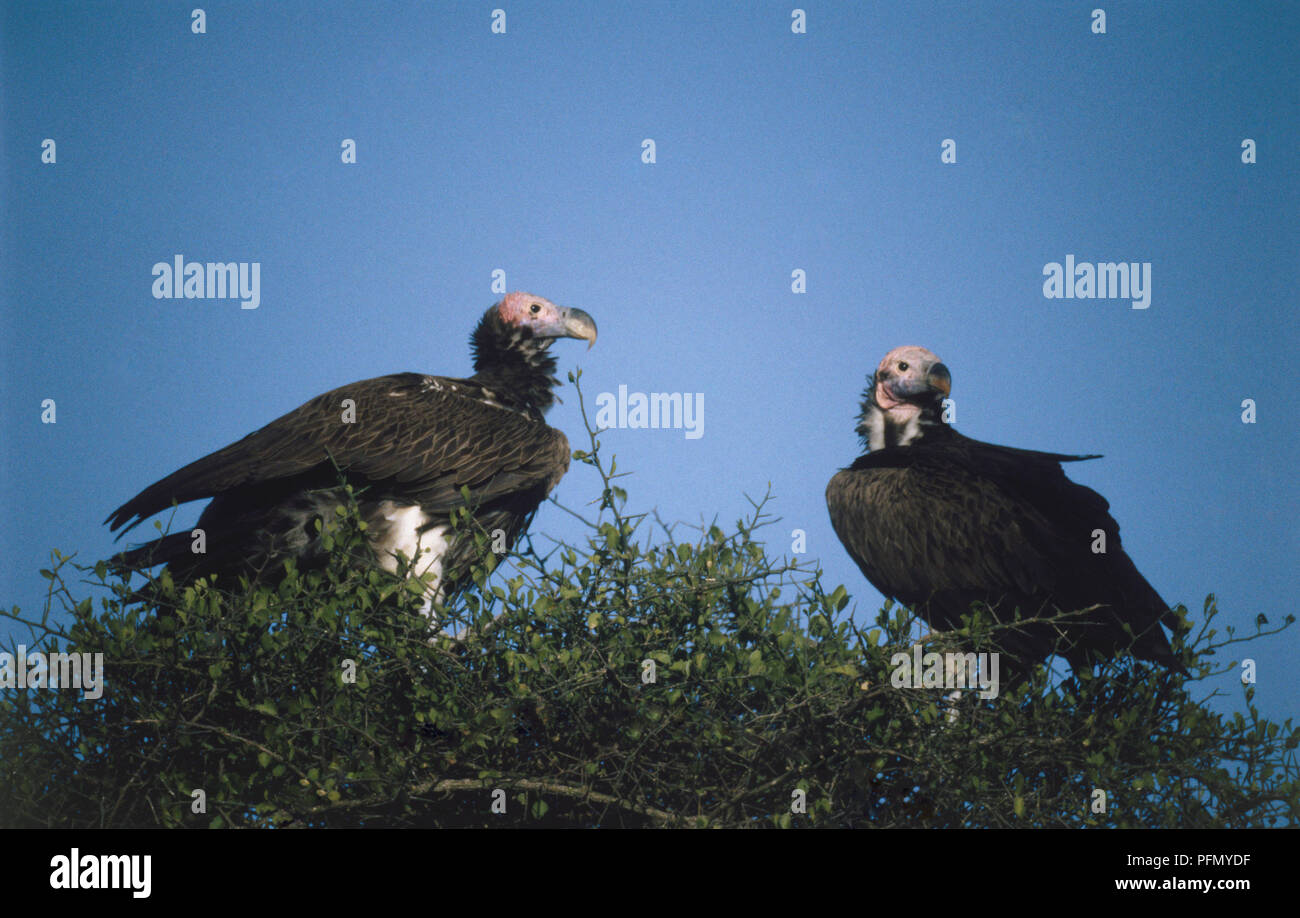 Vultures on treetop hi-res stock photography and images - Alamy
