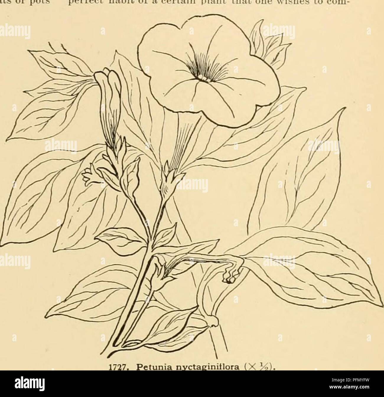 Axillary flowers hi-res stock photography and images - Alamy