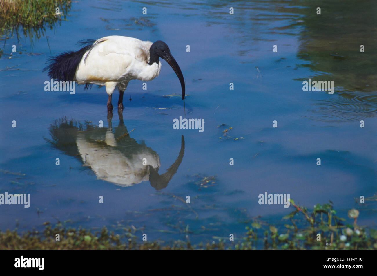 Sacred Ibis standing in shallow stream, white body with black head ...