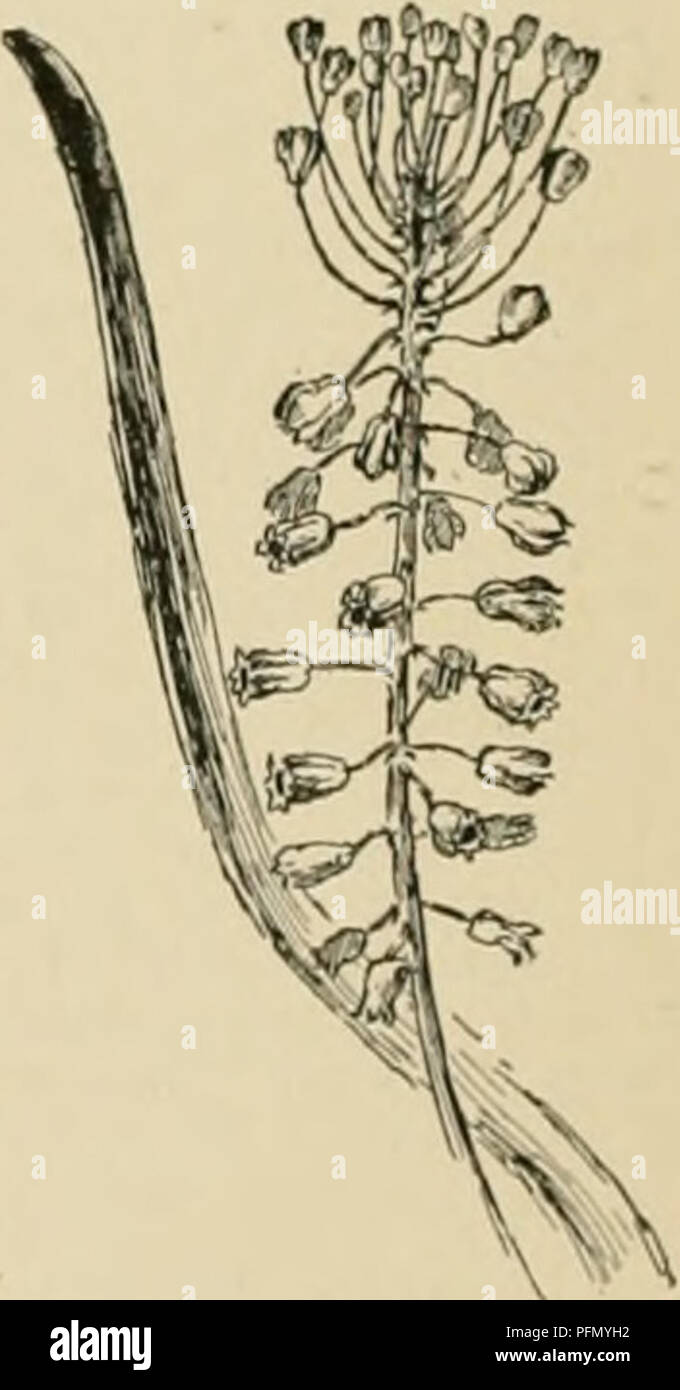 This work describes horticultural plants, with a focus on different ...