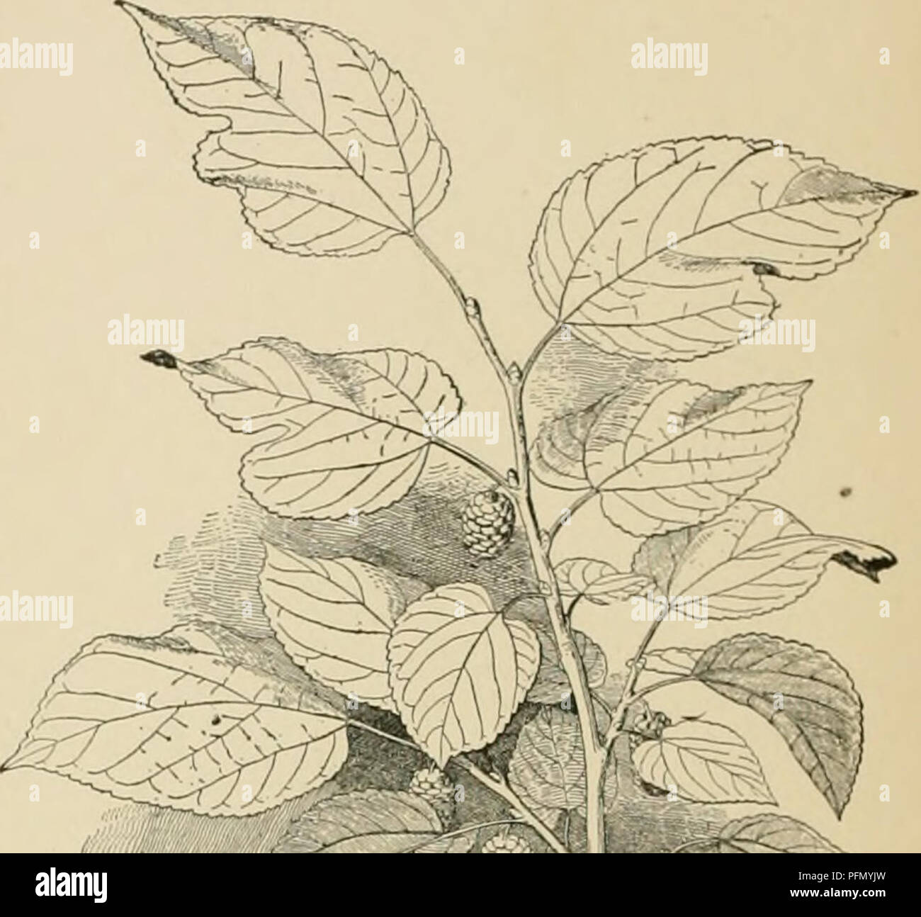 This section of the Cyclopedia of American Horticulture highlights the ...