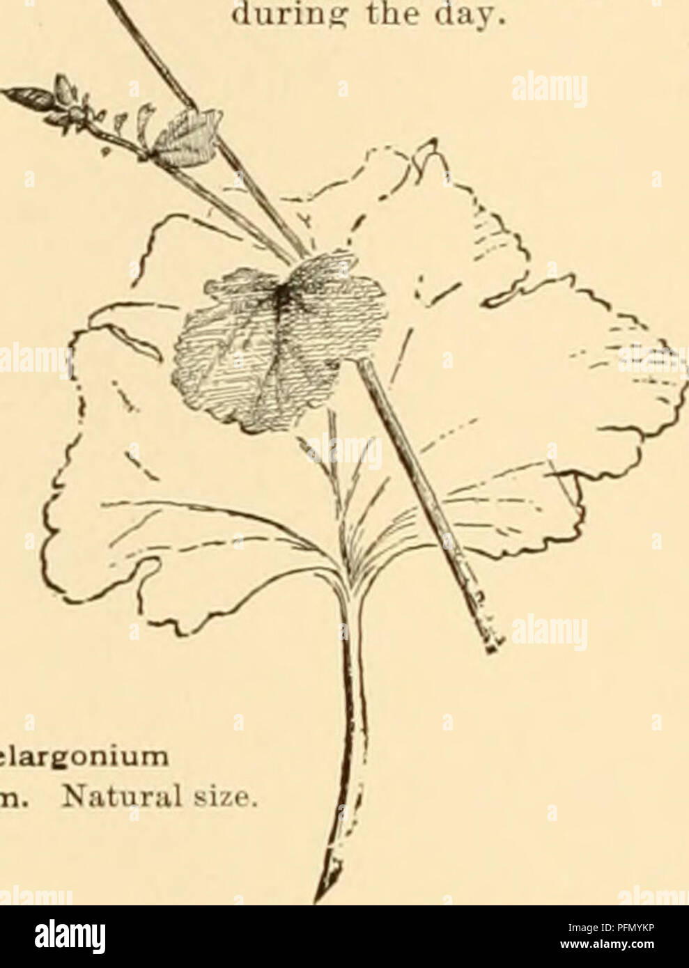 Anil plant hi-res stock photography and images - Alamy