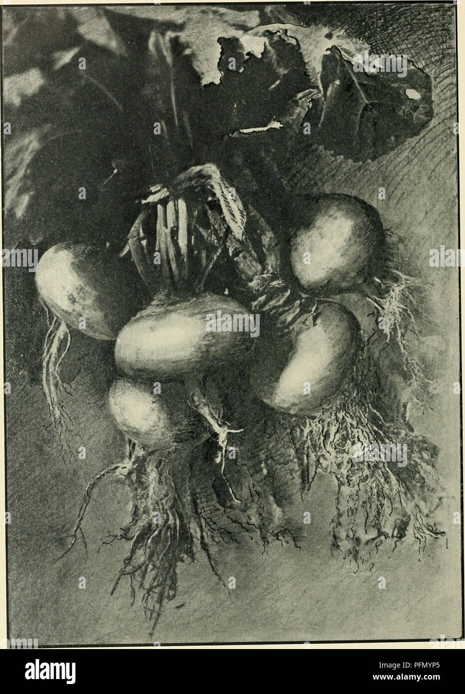 Kapa plate hi-res stock photography and images - Alamy