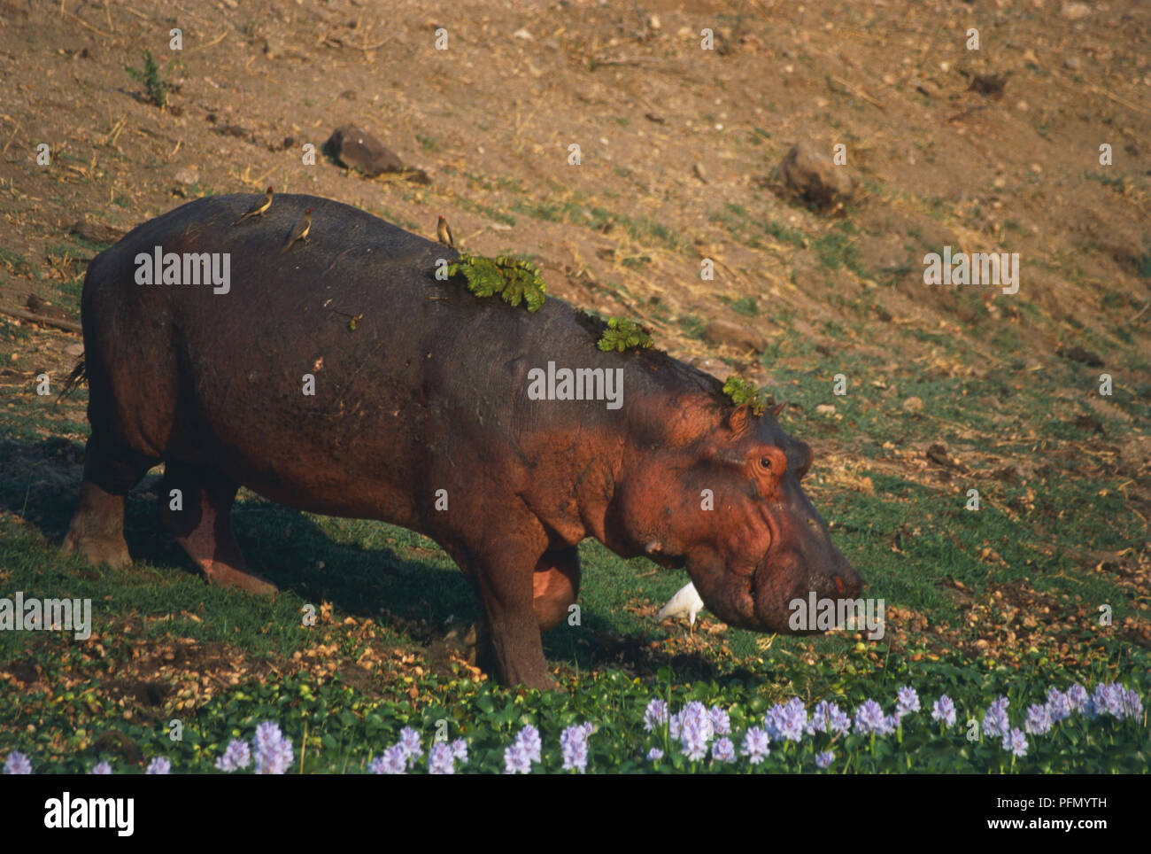 Africa, Zimbabwe, Lake Kariba, Hippo (Hippopotamus amphibius) with ...