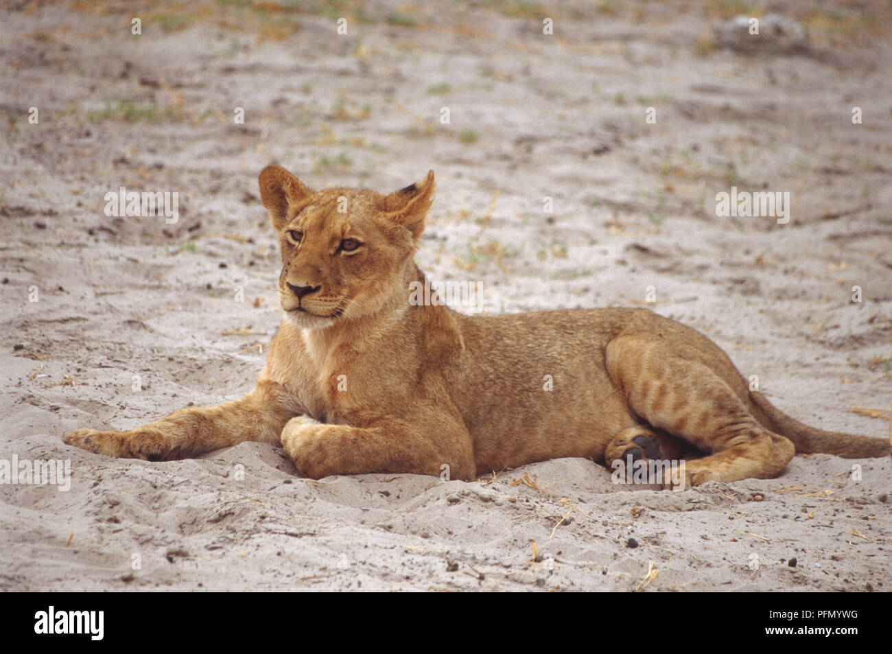 Lion Cub, Panthera leo, lying on sandy ground, faint spots on hind legs ...