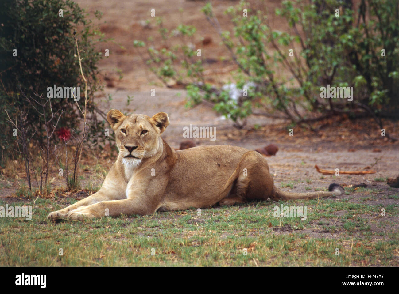 Lioness, Panthera leo, lying down on grass, front legs outstretched ...
