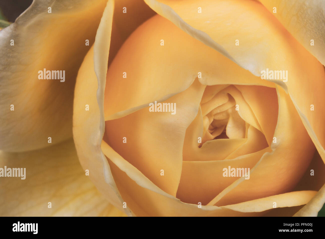 Yellow rose flower hi-res stock photography and images - Alamy