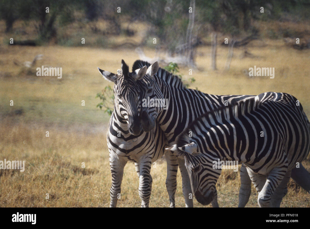 Camp white background hi-res stock photography and images - Alamy