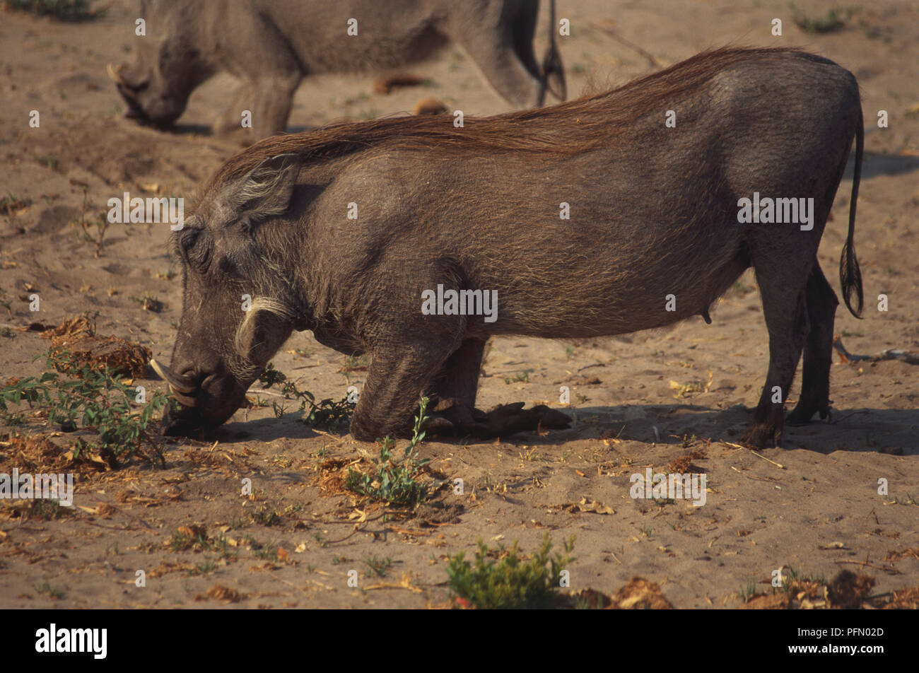 Warthog on knees hi-res stock photography and images - Alamy
