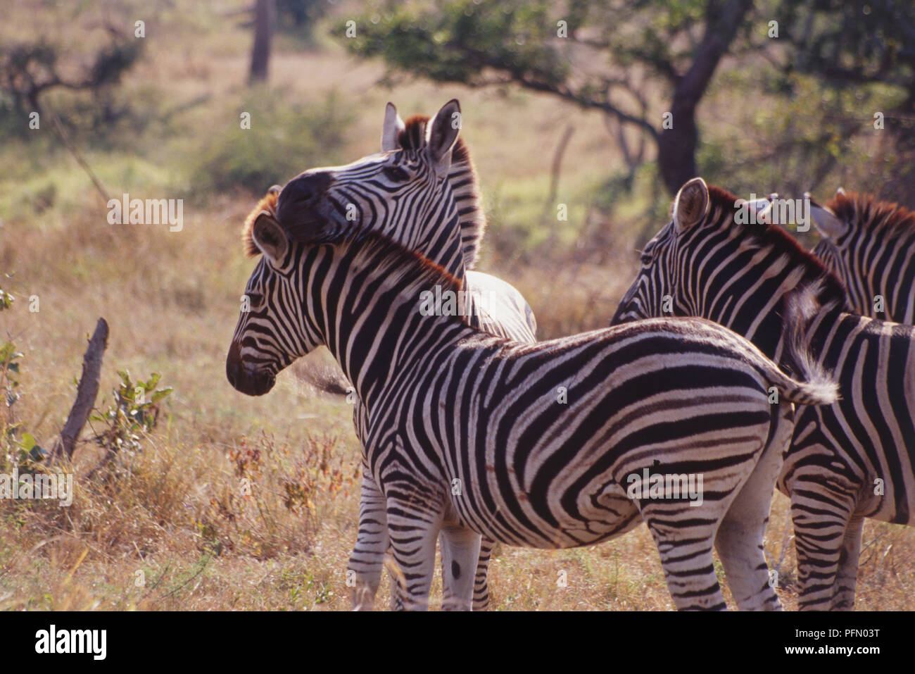 Burchell's Zebra, Equus burchelli, herd of zebras standing, distinctive ...