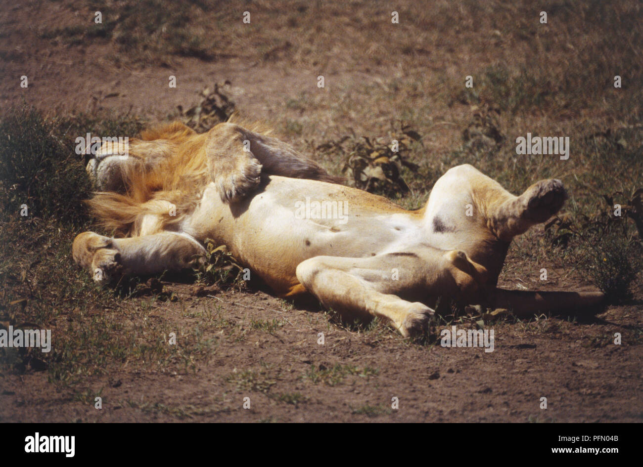 Male Lion, Panthera leo, rolling on his back on dusty ground, belly ...