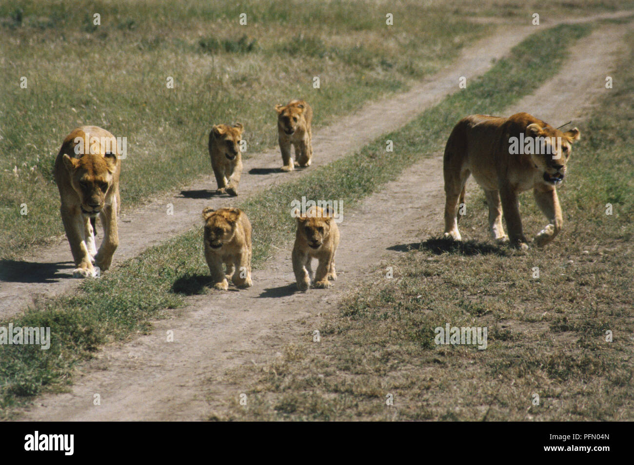 Pack Of Lions Walking