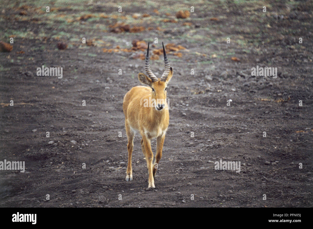 Sitatunga, Tragelaphus speckii, male African antelope, brown fur with ...