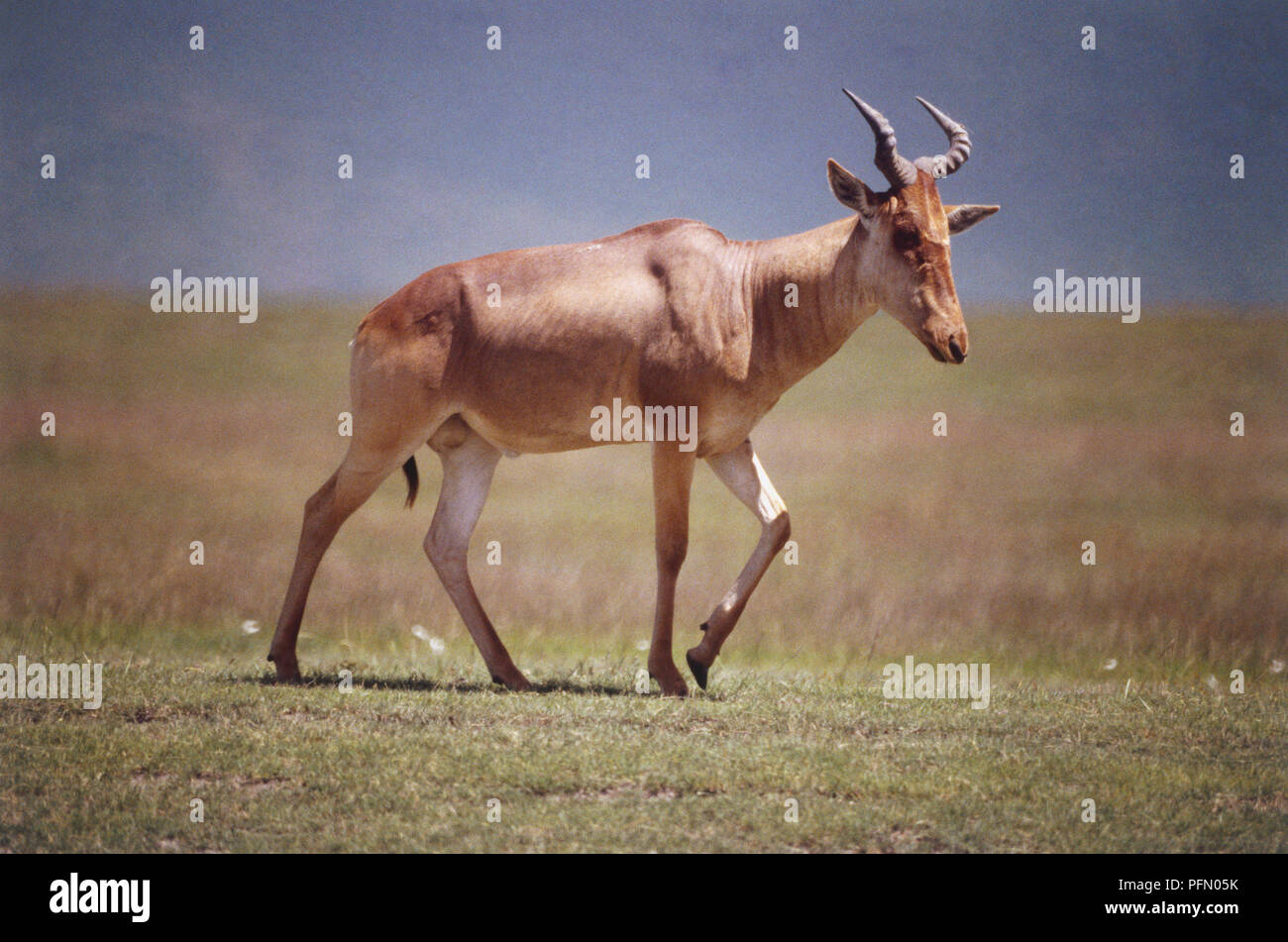 Topi, Damaliscus lunatus, side view walking, brown fur, white insides ...