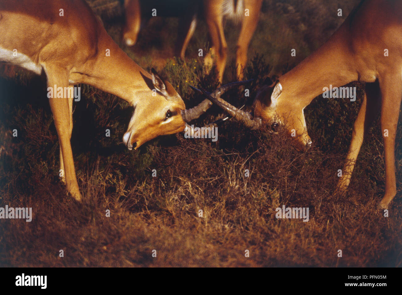 Impala, Aepyceros melampus, close-up of two males locking horns, necks ...