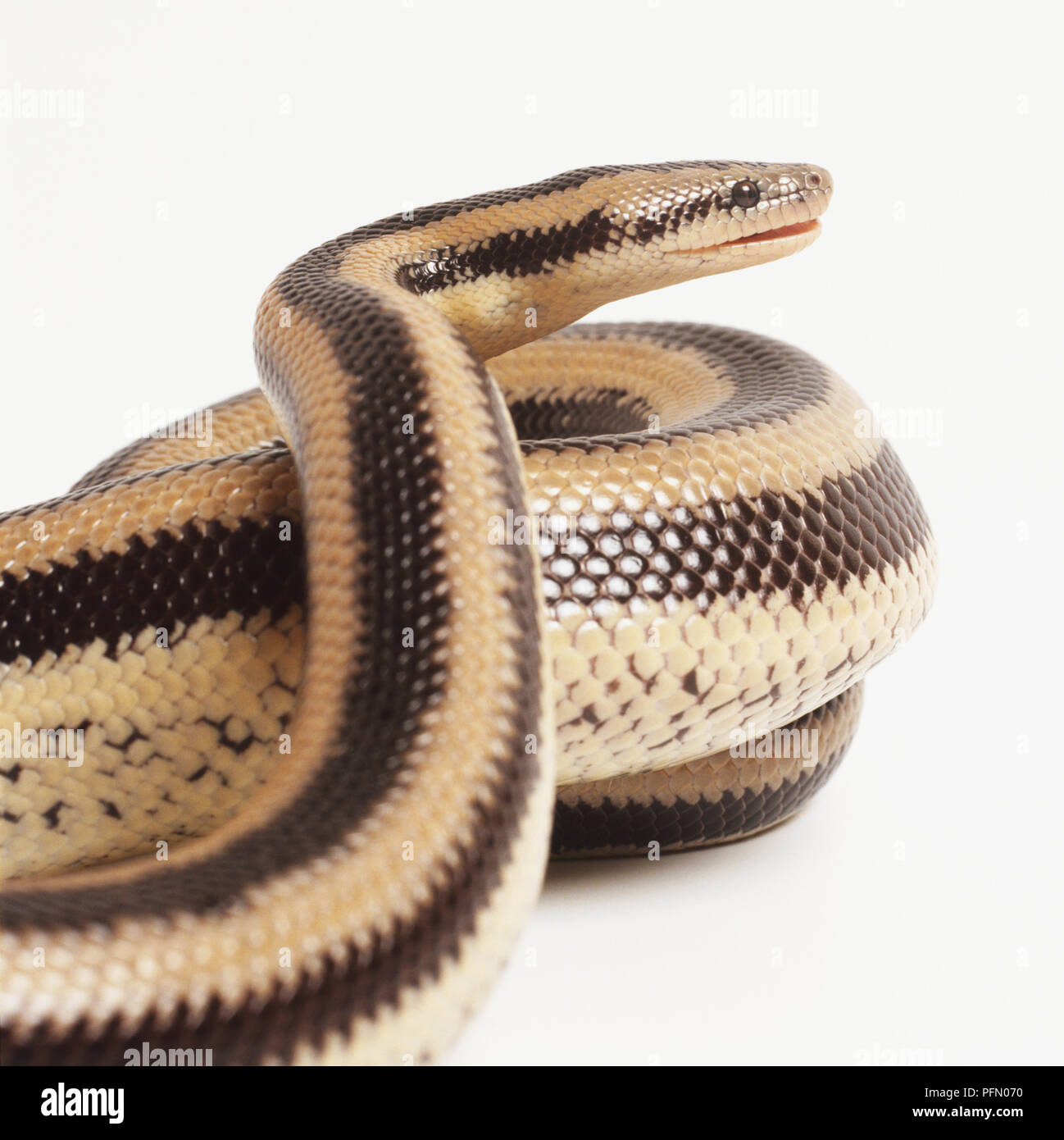 Overhead view of a Mexican Rosy Boa, C. trivirgata trivirgata, showing ...
