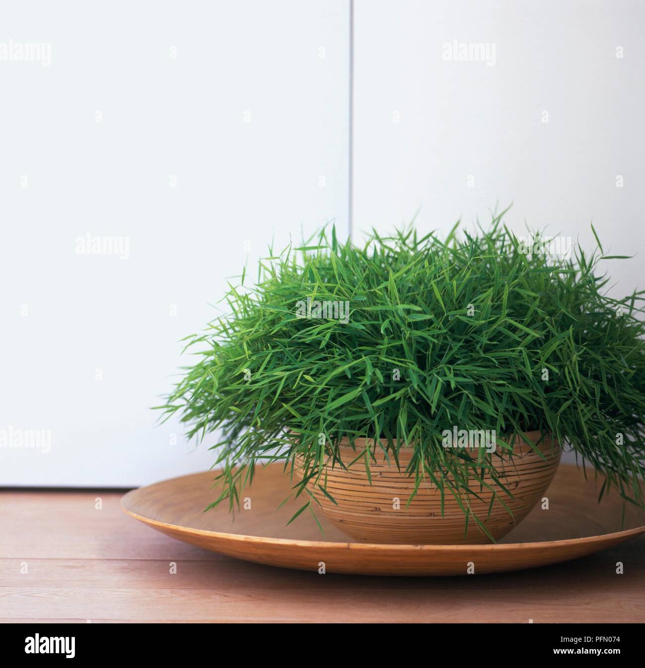 Indoor bamboo plant in bamboo container Stock Photo - Alamy