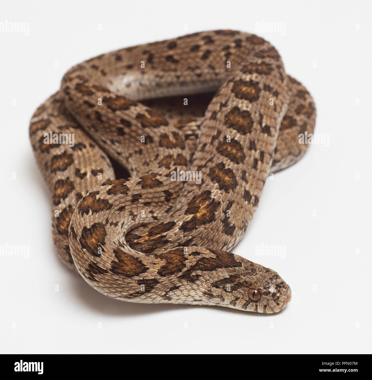 Back view of snake hi-res stock photography and images - Alamy