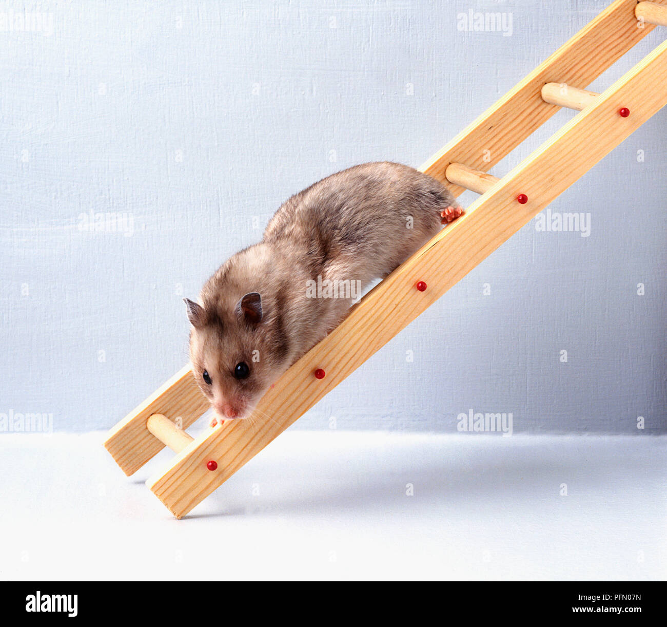 Climbing hamster hi-res stock photography and images - Alamy