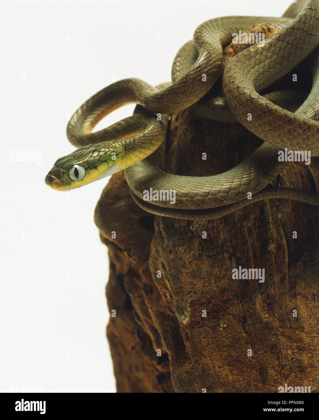 Overhead view of a Green Cat-Eyed Snake with a slender body and a row ...