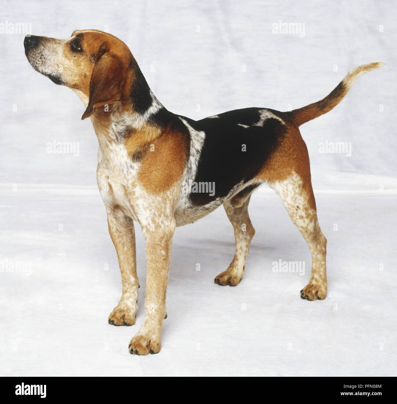 Standing Beagle Dog (Canis familiaris), side view Stock Photo - Alamy