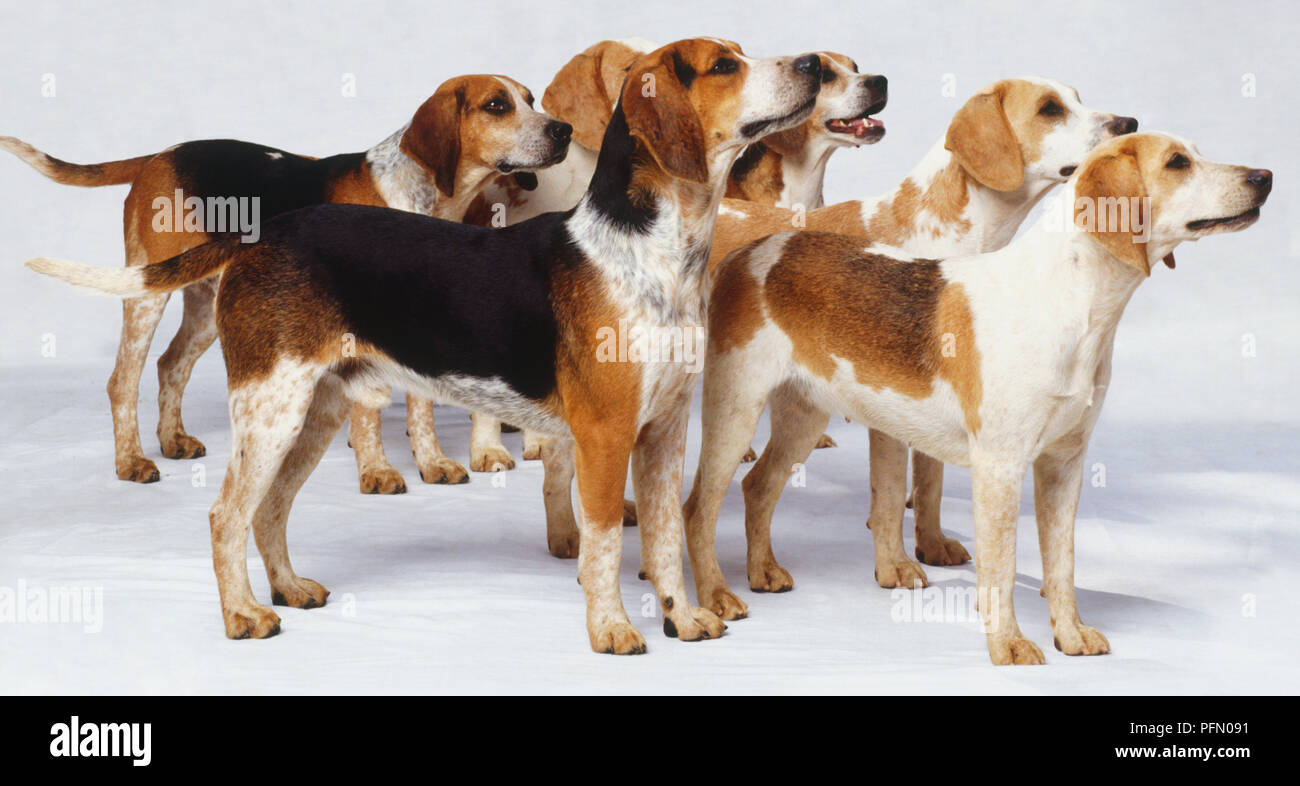English foxhound pack hi-res stock photography and images - Alamy