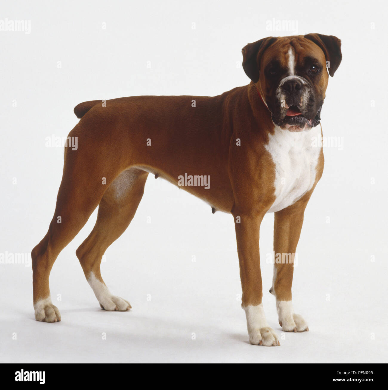 Boxer canis familiaris hi-res stock photography and images - Alamy