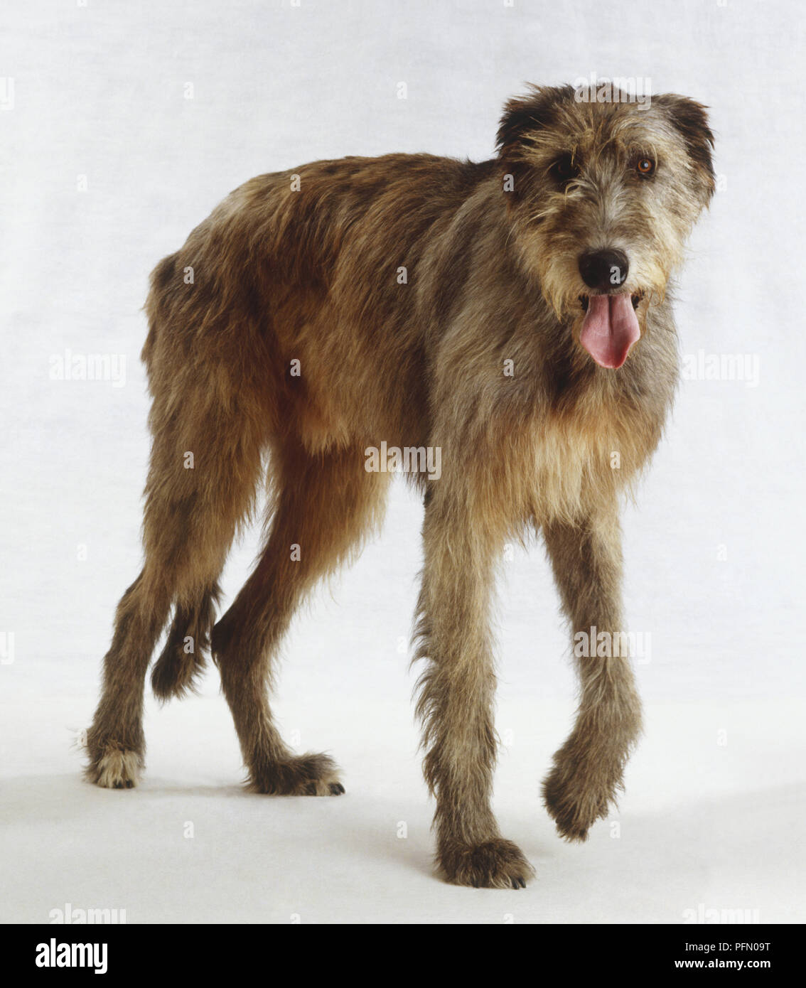 Standing Irish Wolfhound Dog (Canis familiaris), front view Stock Photo ...