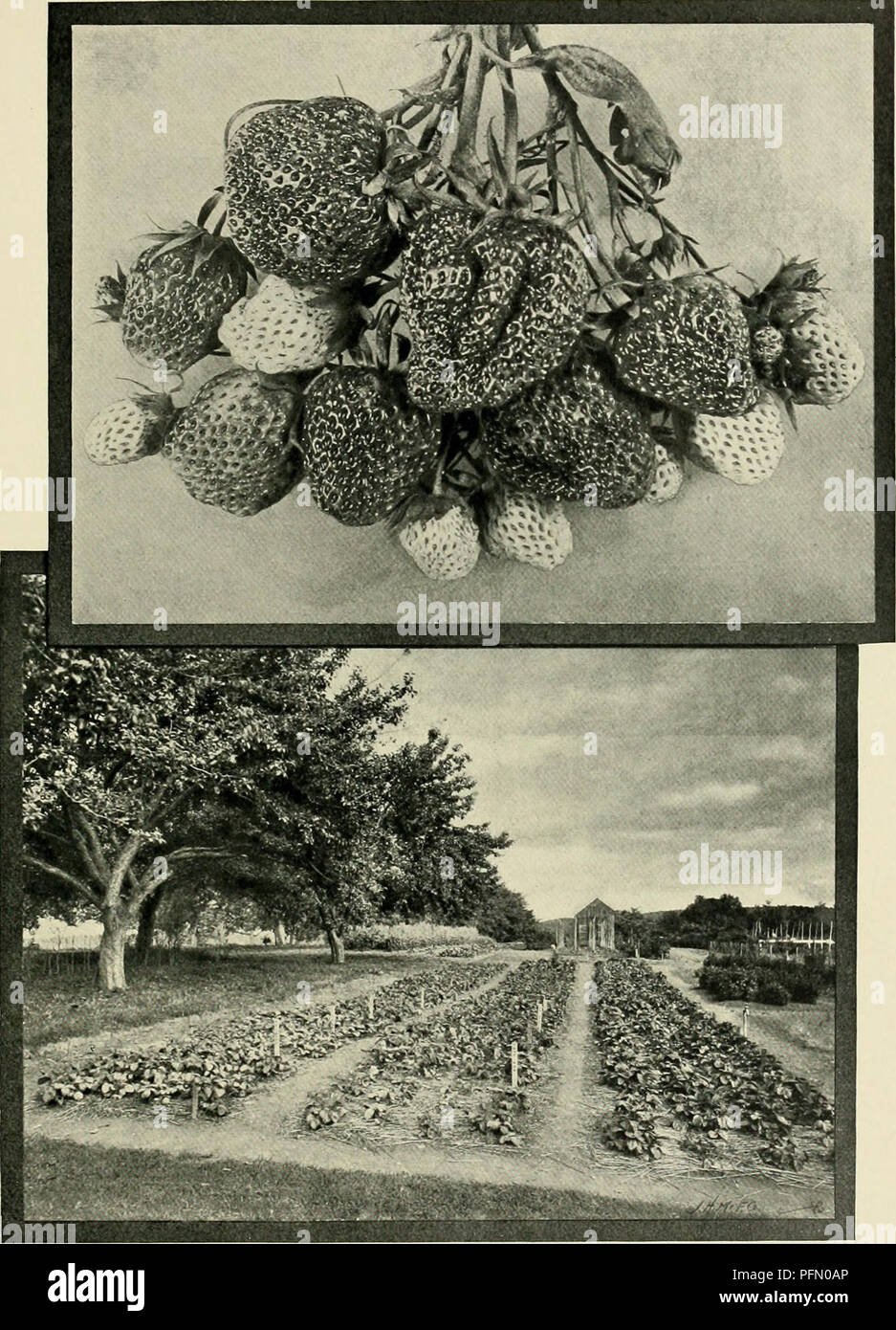 This horticultural reference includes a detailed illustration of a ...