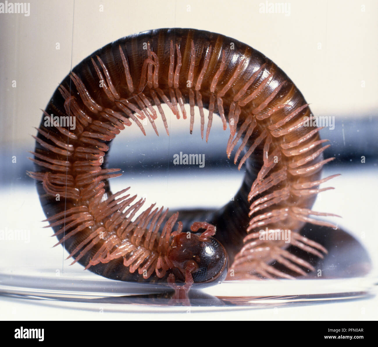 Millipede coiled up, many legs visible, side view Stock Photo - Alamy