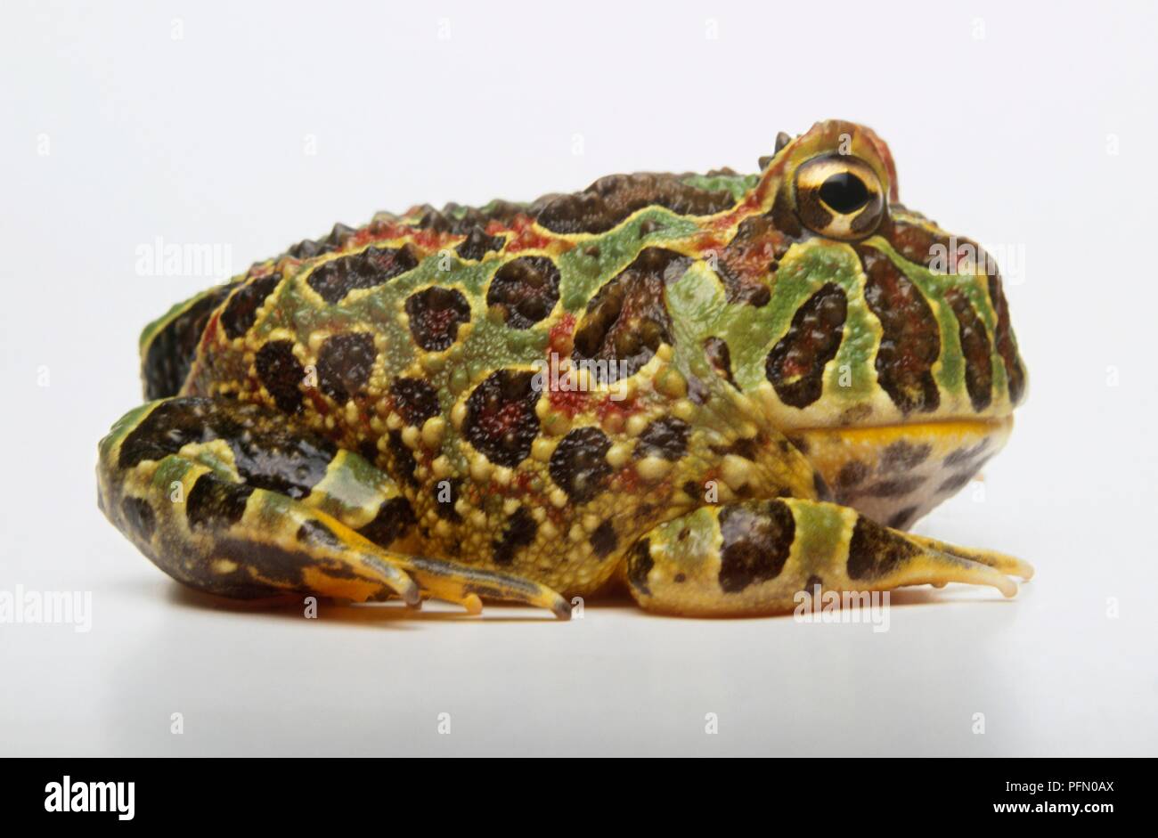 Ornate horned frog (Ceratophrys ornata), side view Stock Photo - Alamy