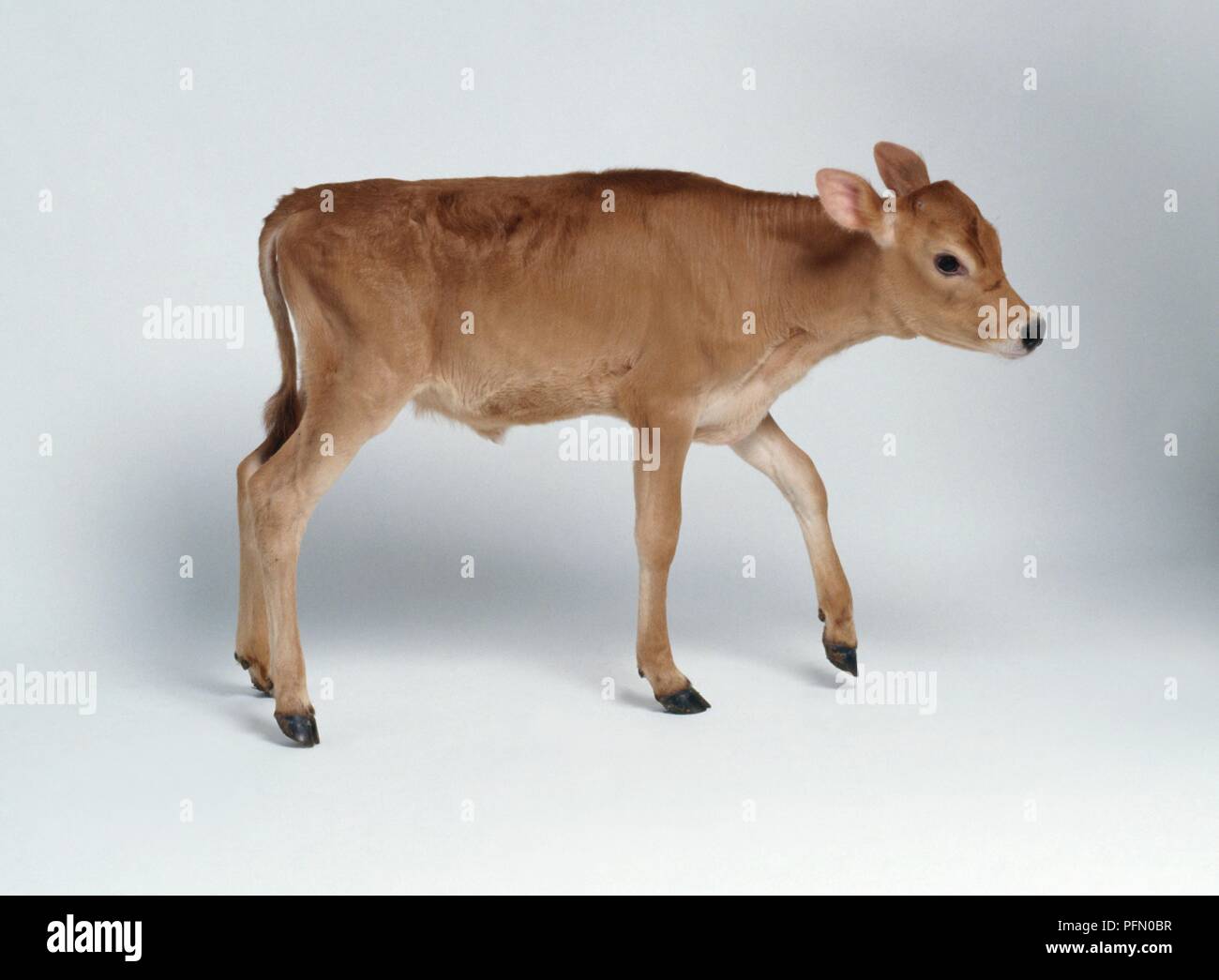 Calf beginning to walk, side view Stock Photo - Alamy