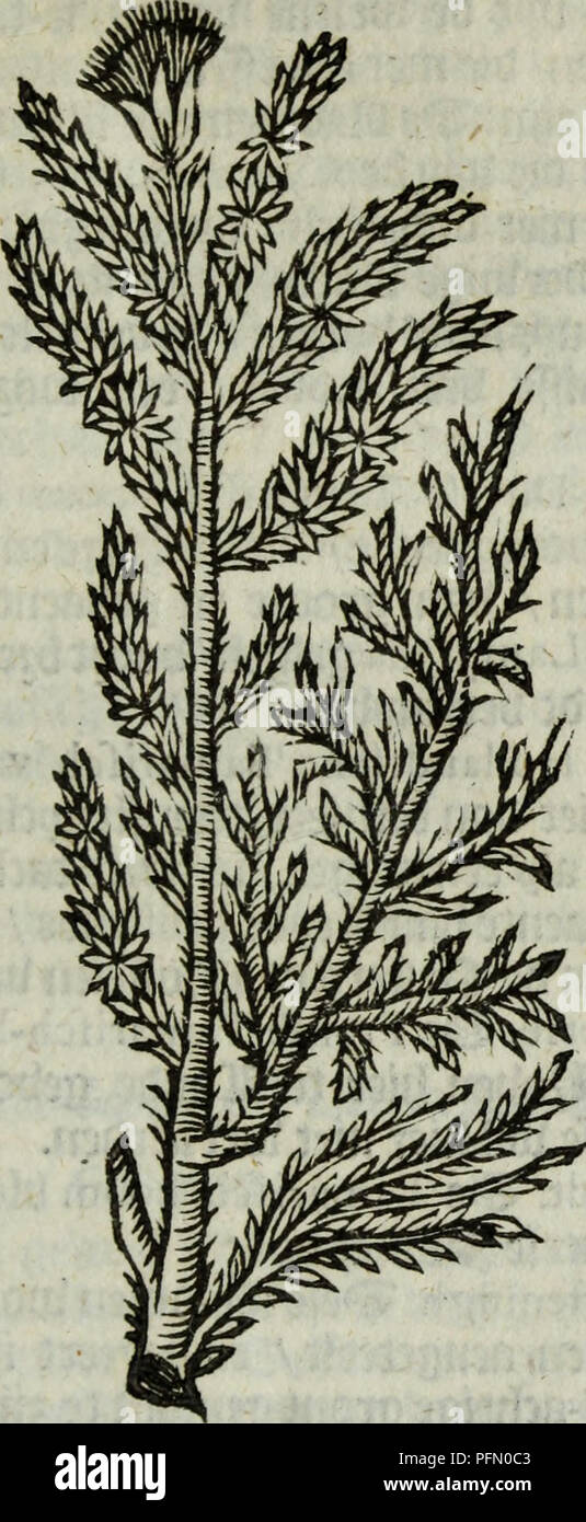 A comprehensive description of various plants found in the Netherlands ...