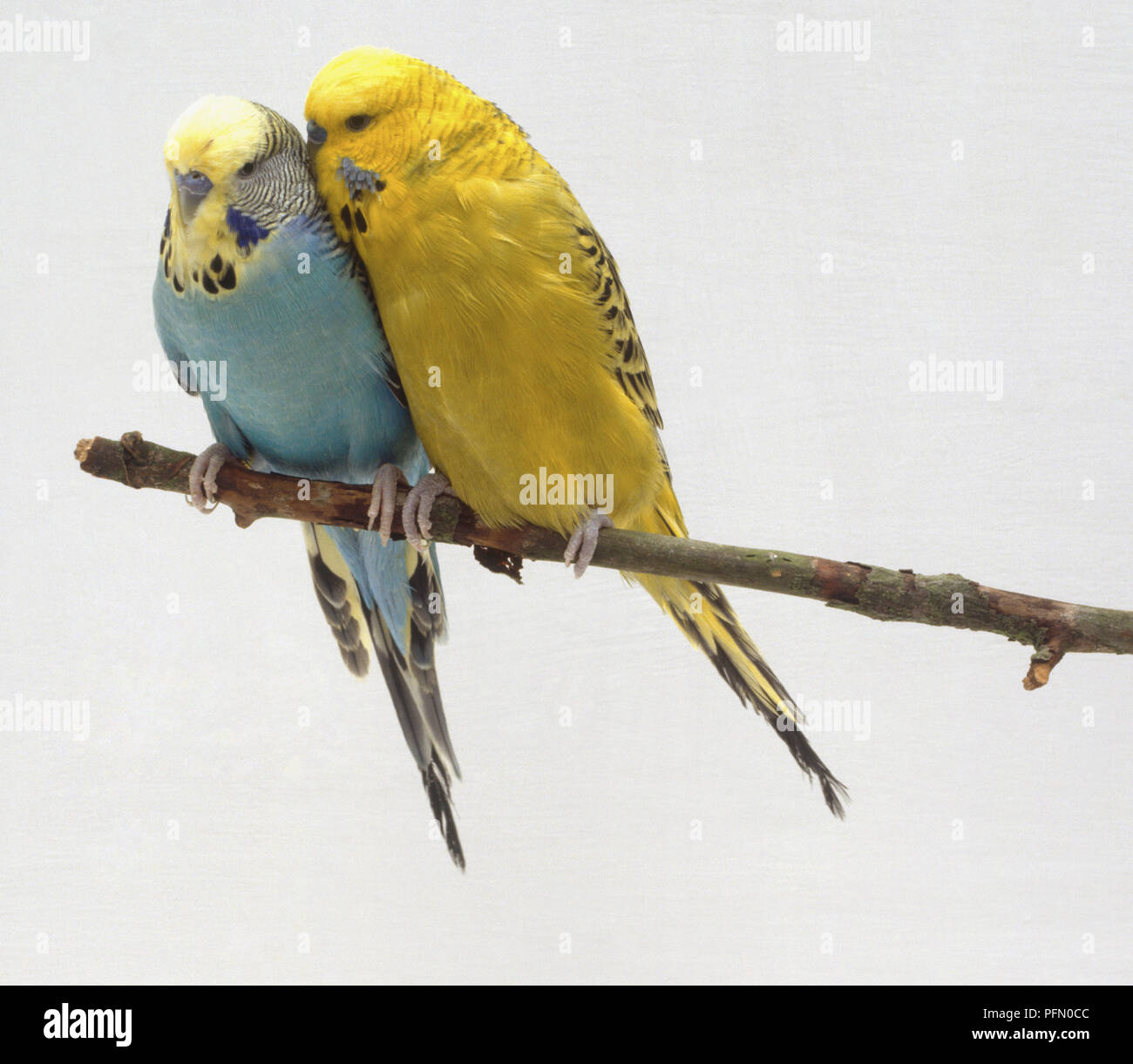 Yellow Budgerigar cuddling up to a blue Budgerigar perching next to it ...