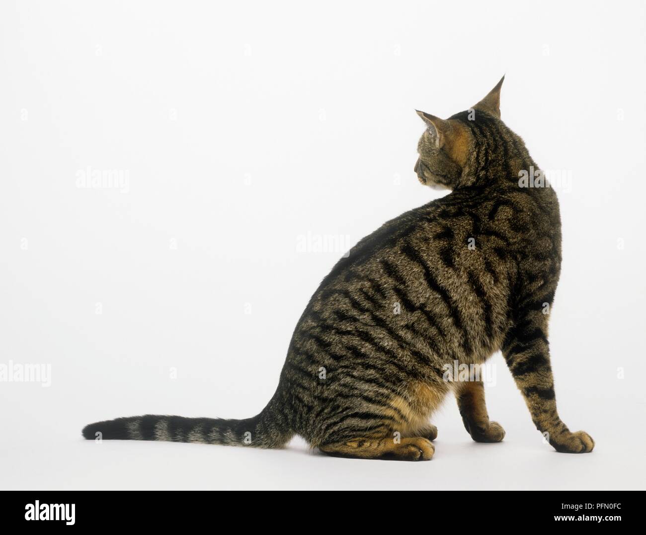 Cat Side View Sitting