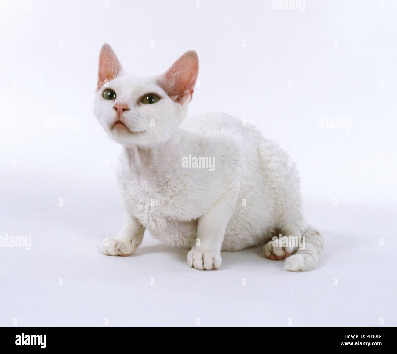 Rex white hi-res stock photography and images - Alamy