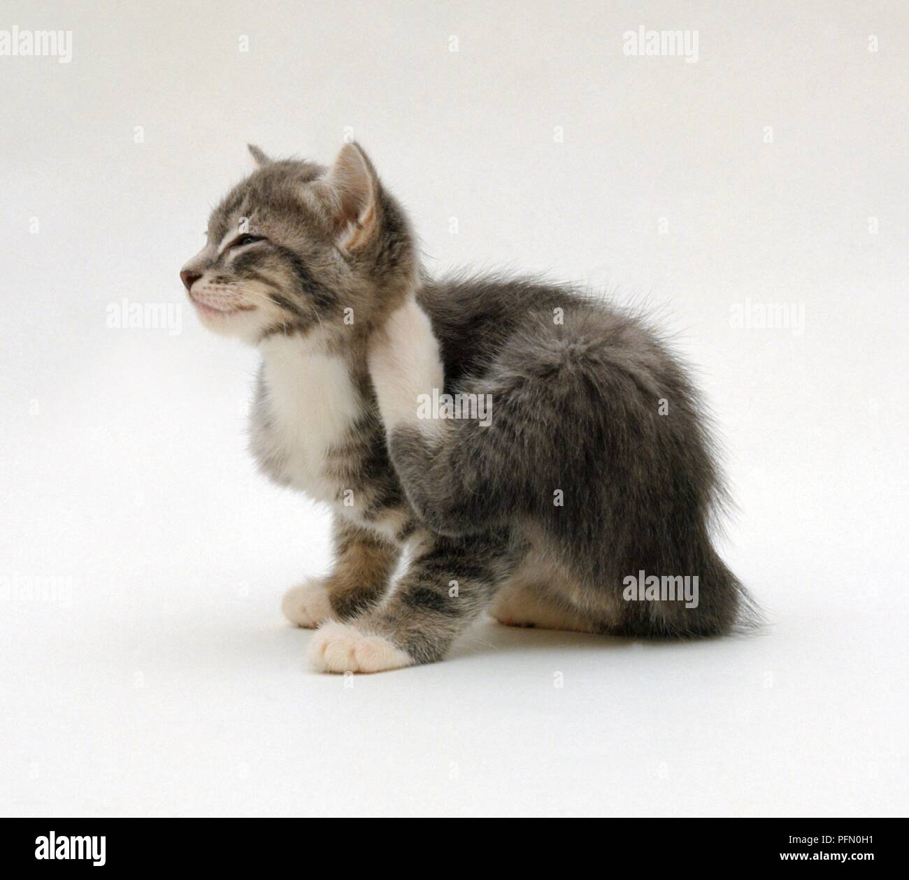 Tabby and white kitten scratching neck with back leg Stock Photo - Alamy