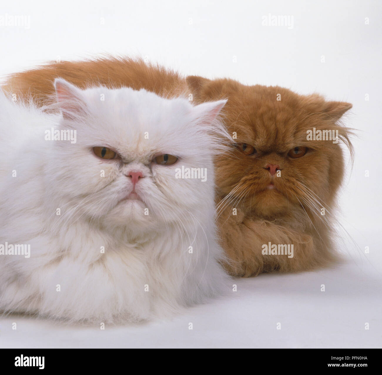White and ginger Persian cats sitting side by side Stock Photo - Alamy