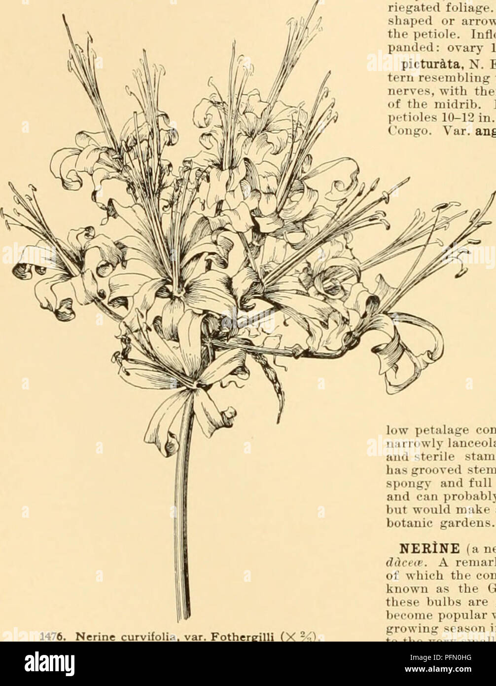 Crenate margins hi-res stock photography and images - Alamy