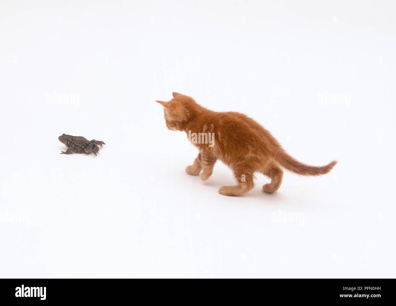 Frog and cat hi-res stock photography and images - Alamy