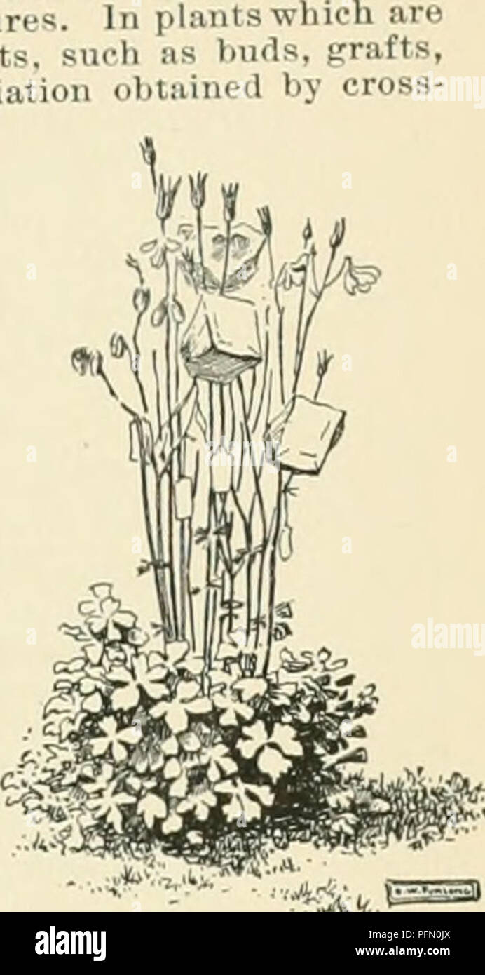 Emasculation hi-res stock photography and images - Alamy