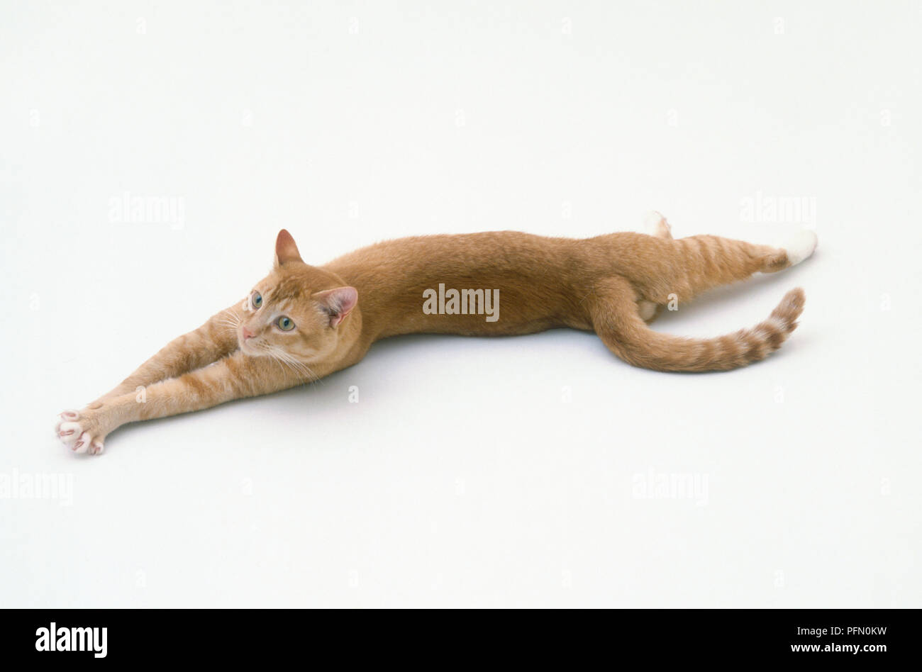 Cat with outstretched leg hi-res stock photography and images - Alamy