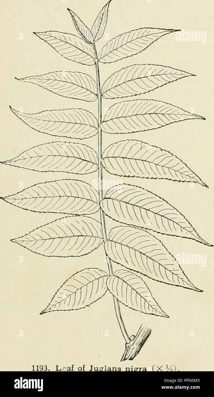 Laterally compressed hi-res stock photography and images - Alamy