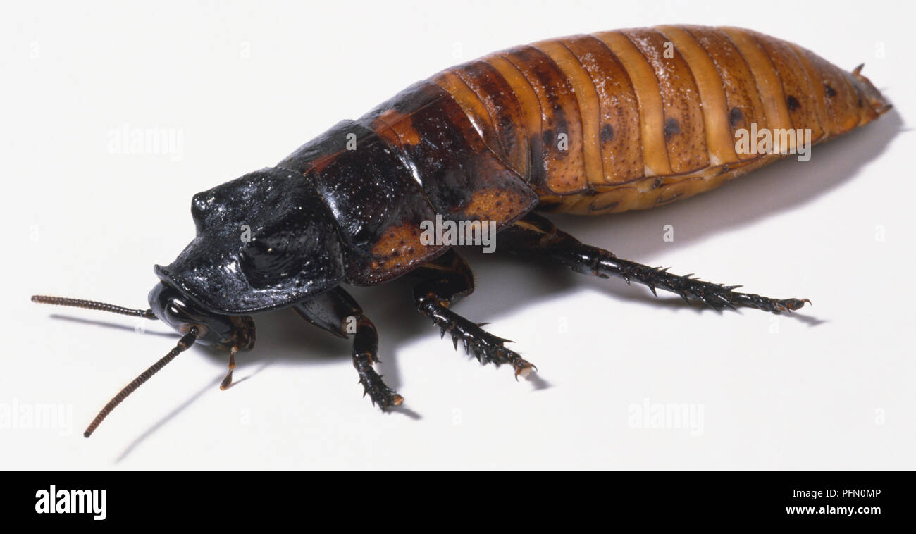 Cockroaches blattodea hi-res stock photography and images - Alamy