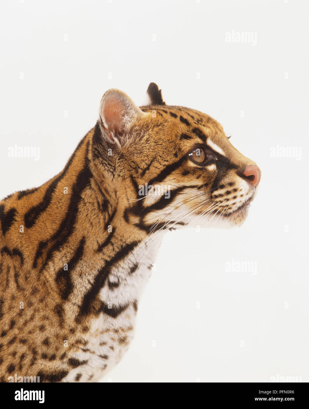 Ocelot Head High Resolution Stock Photography and Images - Alamy