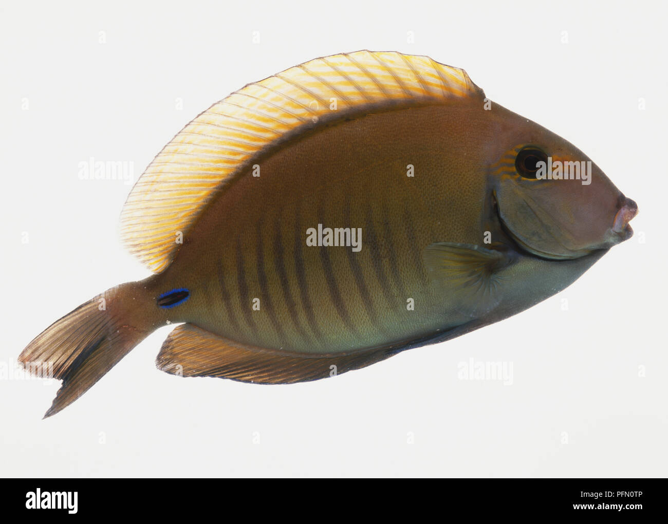 Tail of the surgeonfish hi-res stock photography and images - Alamy