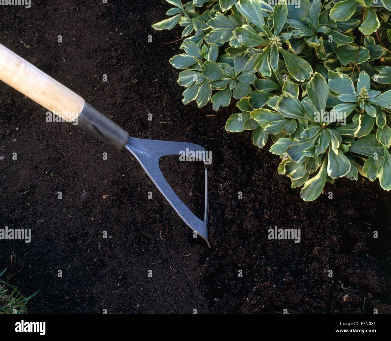 Using hoe to dig soil around plant Stock Photo - Alamy