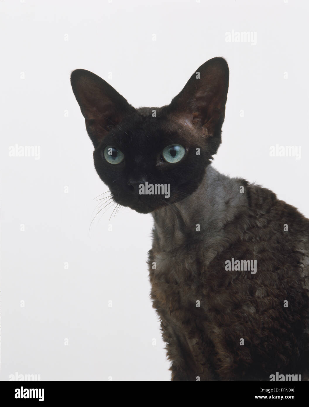 Devon rex face hi-res stock photography and images - Alamy