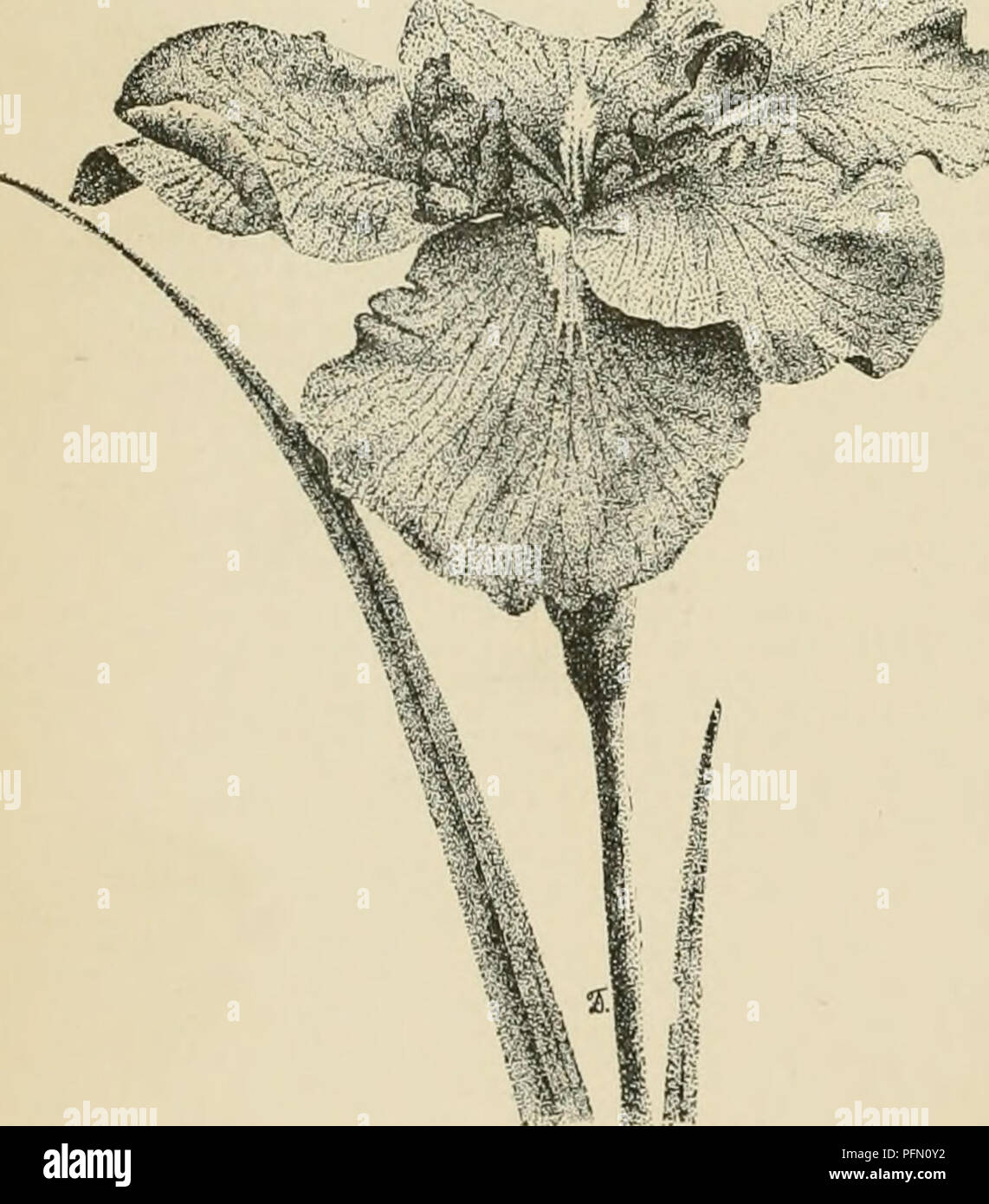 Purple keel hi-res stock photography and images - Alamy