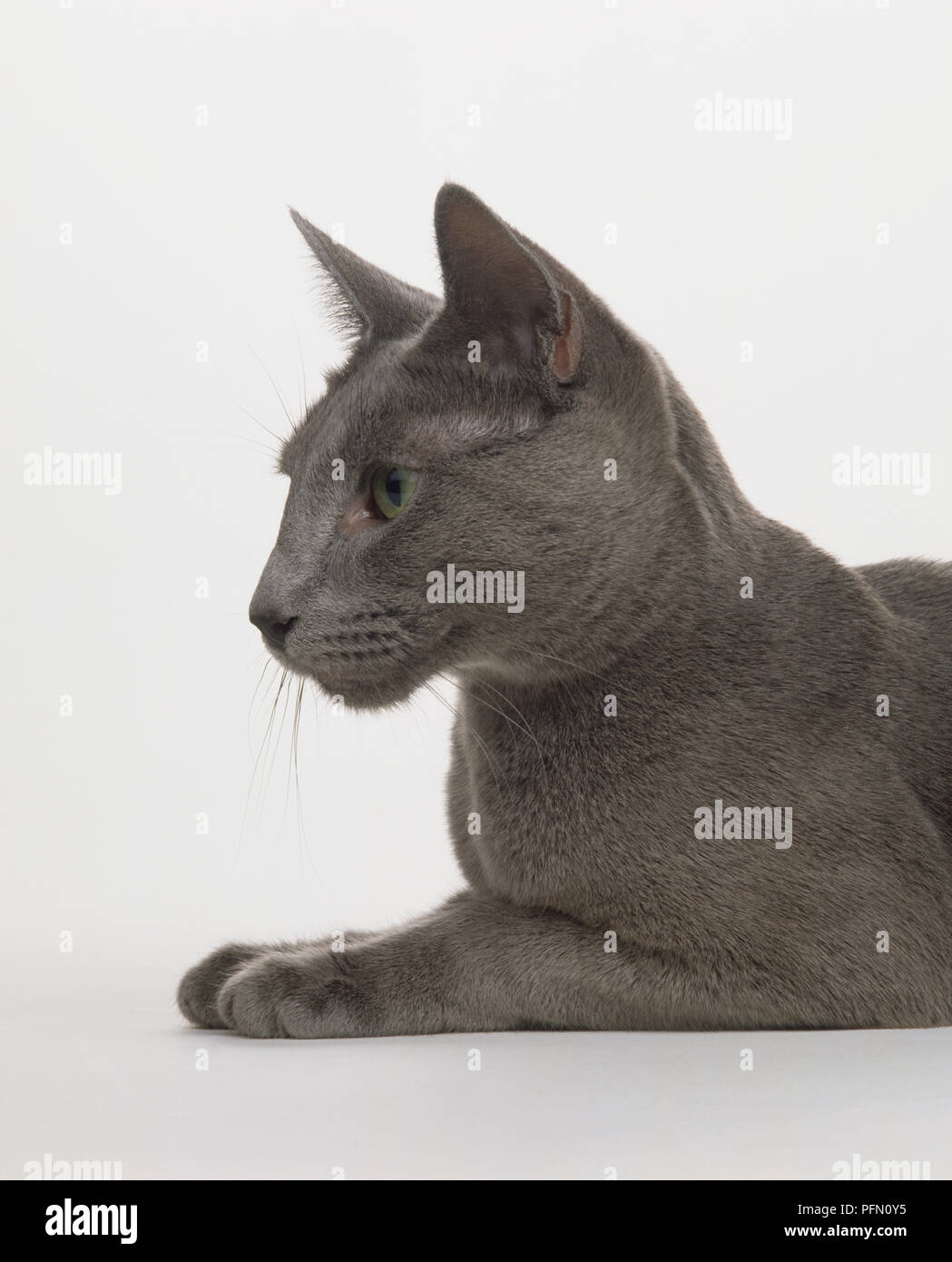 Side view russian blue cat hi-res stock photography and images - Alamy